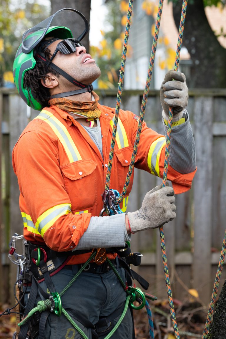 Foster Trees | Tree Care in Portland, Oregon | Portland Tree Care