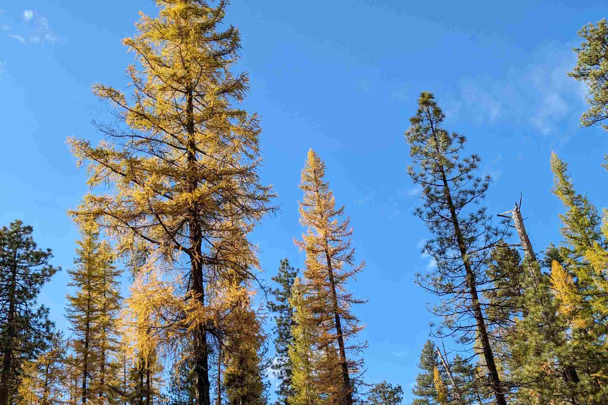 January Musings: Planning for an Uncertain Future | Foster Trees