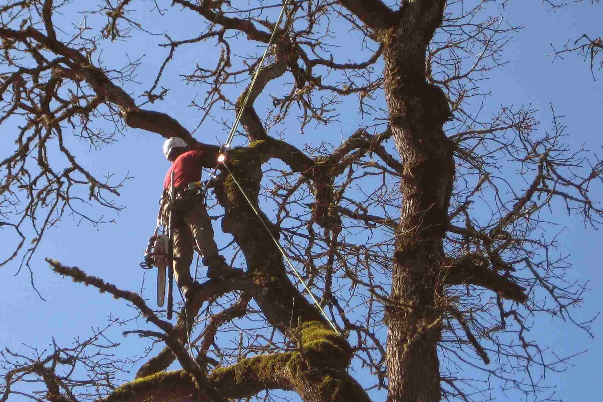 The Tree Nerd Blog | Foster Trees